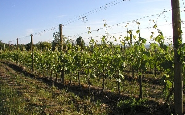 2010 Barolo: Flying High Again (Jan 2014) | Vinous - Explore All Things ...