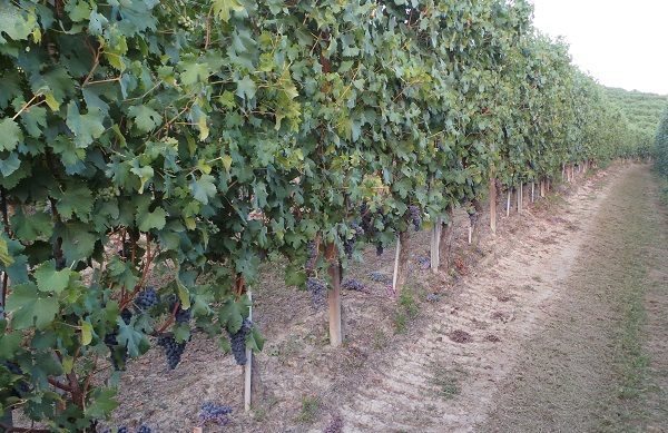 Barolo: A Classification of Vineyards (Feb 2014) | Vinous - Explore All ...