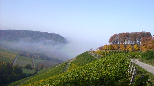 2013 Germany (Mar 2015) | Vinous - Explore All Things Wine