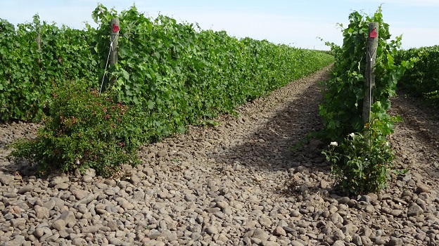 Washington Turns Up the Heat (Nov 2015) | Vinous - Explore All Things Wine