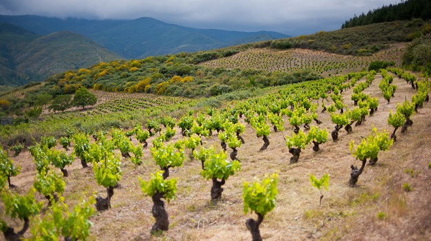 Atlantic Spain (Jan 2016) | Vinous - Explore All Things Wine