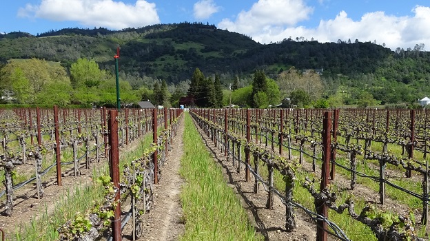 Vertical Tasting of Hundred Acre Kayli Morgan Vineyard Cabernet ...