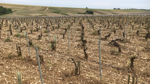 Chablis Gets the Côte de Beaune Treatment from Mother Nature (Jul 2016 ...