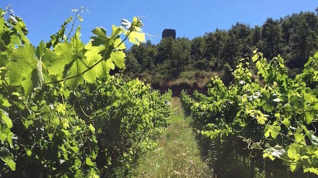 A Tuscan Icon – Petrolo Galatrona: 1998-2012 (Sep 2016) | Vinous ...