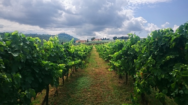 A Tuscan Icon – Petrolo Galatrona: 1998-2012 (Sep 2016) | Vinous ...