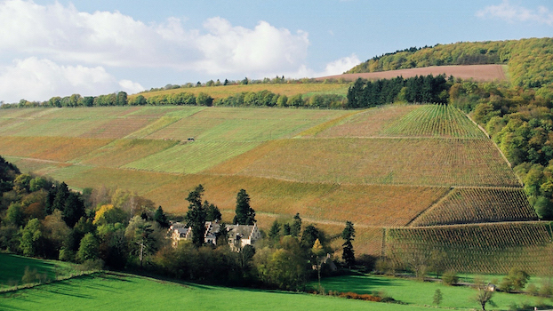 Rescuing Ruwer Riesling in 2014 ... and Beyond (Sep 2016) | Vinous ...
