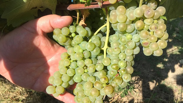 Benito Ferrara Greco di Tufo Vigna Cicogna: 2008-2015 (Nov 2016 ...