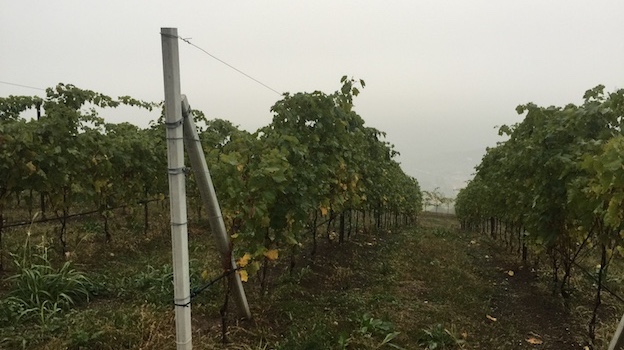 Bubbles Ahoy!: Prosecco and Lessini Durello, Veneto’s Knockout ...