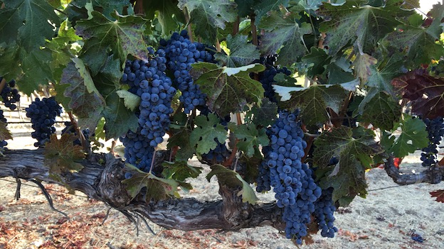 Napa Valley Trilogy: 2014, 2015 & 2016 (Dec 2016) | Vinous - Explore ...