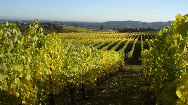 Oregon: Beyond Pinot Noir (Jan 2017) | Vinous - Explore All Things Wine