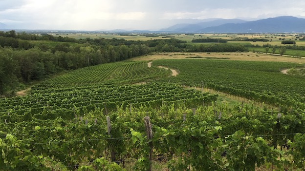 Miani: New Releases & More (Mar 2017) | Vinous - Explore All Things Wine