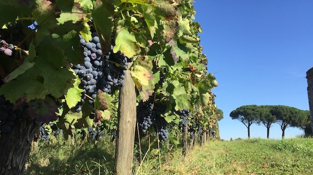 The Wines of Basilicata: Paradise Lost and Regained (Apr 2017) | Vinous ...
