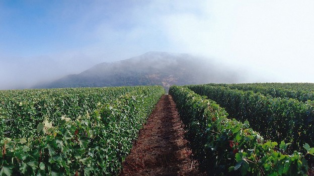 Colgin Syrah IX Estate: A Complete Retrospective (Apr 2017) | Vinous ...