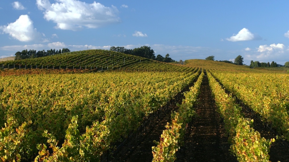 Verticals of Ramey’s Hyde & Ritchie Vineyard Chardonnays (Jul 2017 ...