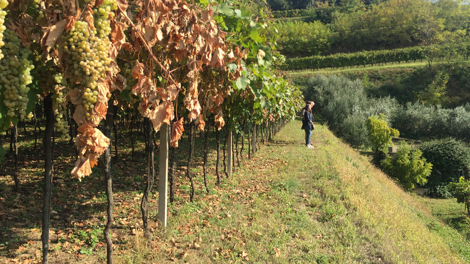 Prà Soave Classico Monte Grande: 1998 - 2015 (Sep 2017) | Vinous ...