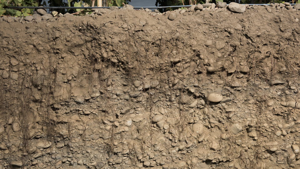 Cayuse Vineyards’ Syrah Bionic Frog: 2000 – 2014 (Oct 2017) | Vinous ...