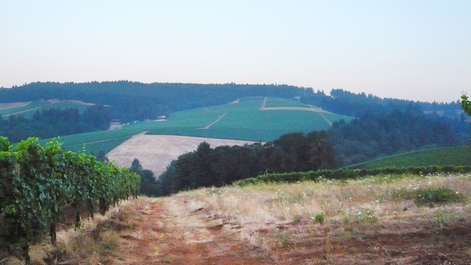 Oregon Pushes the Quality Needle for Pinot (Jan 2018) | Vinous ...