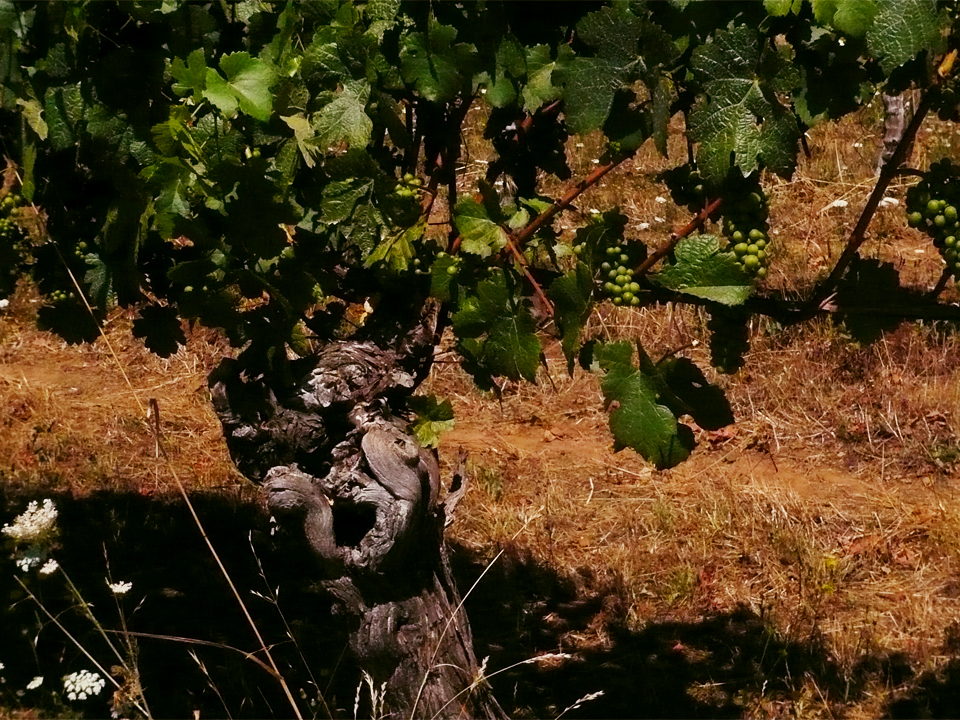 Oregon’s Expanding Palette of Wines (Feb 2018) | Vinous - Explore All ...