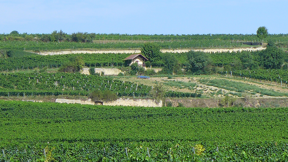 Rheinhessen Riesling 2016: The Triumph of Subtlety (May 2018) | Vinous ...