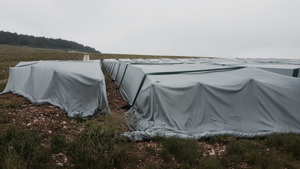 Mirror Image: 2016 & 2017 Chablis (Aug 2018) | Vinous - Explore All ...