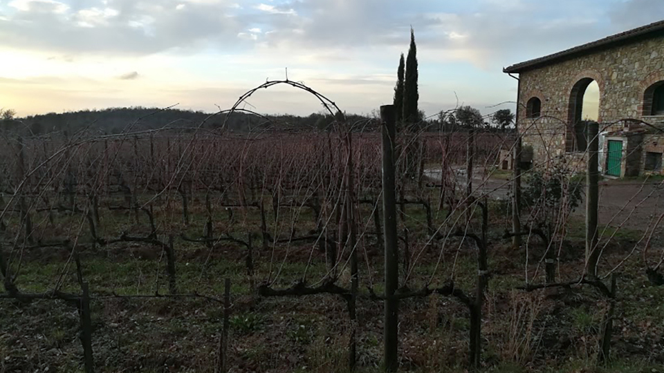 Le Potazzine Brunello di Montalcino 2001 – 2013 (Oct 2018) | Vinous ...