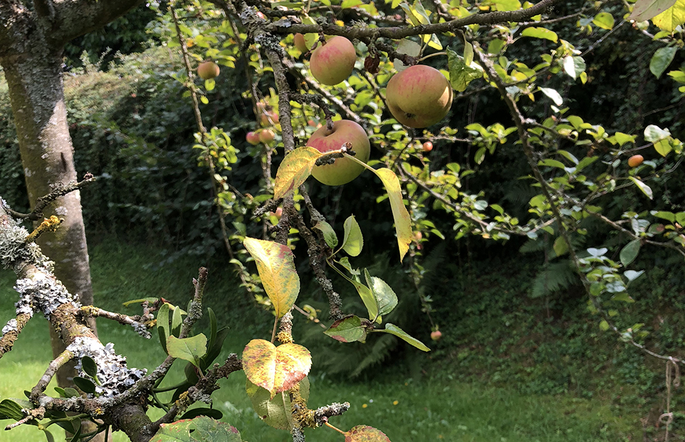 Calvados: The Apple Of A Brandy Drinker’s Eye (Nov 2018) | Vinous ...