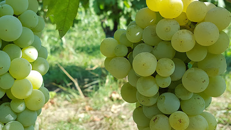 Franciacorta: Bring In The Holidays With Italian Bubbles (Dec 2018 ...