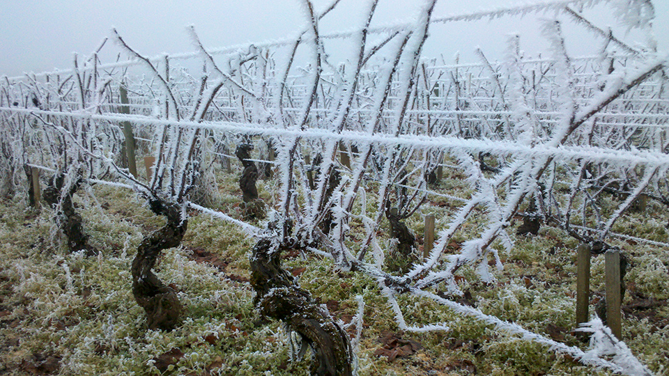 DOMAINE JOSEPH ROTY - Alain Junguenet Selection|Wines of France, Inc.