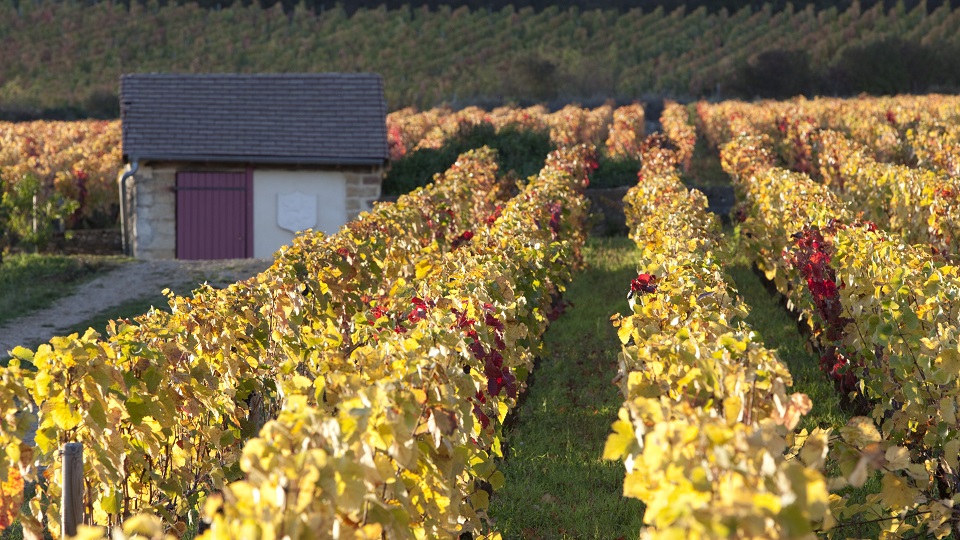 Faiveley’s Corton Clos des Cortons Faiveley: 1986-2015 (March 2019 ...