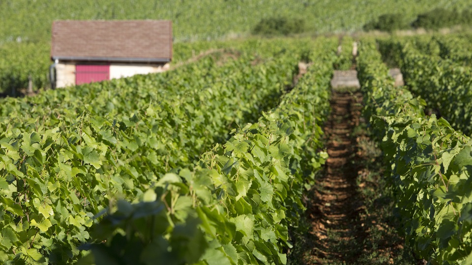 Faiveley’s Corton Clos des Cortons Faiveley: 1986-2015 (March 2019 ...