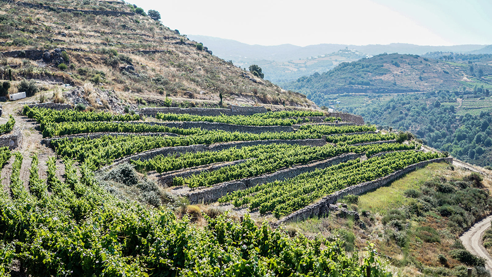 Spain’s Northern Regions Keep It Cool (Mar 2019) | Vinous - Explore All ...