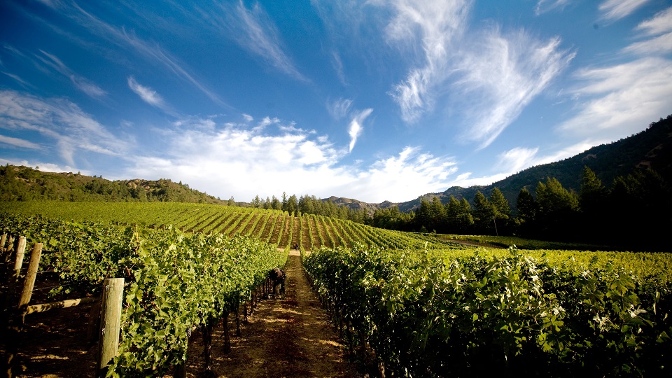 Lail Vineyards J. Daniel Cuvée: 1997-2016 (May 2019) | Vinous - Explore ...